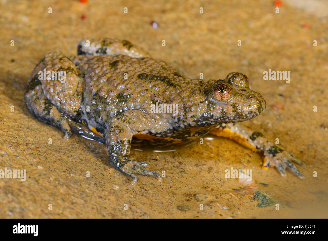yellow-bellied toad, yellowbelly toad, variegated fire-toad (Bombina ...