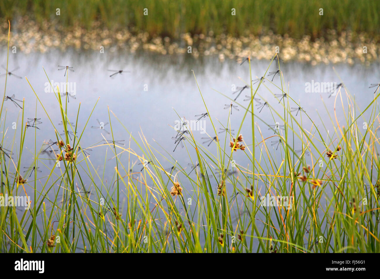 dusky emerald damselfly (Lestes macrostigma), swarm of damseflies ...