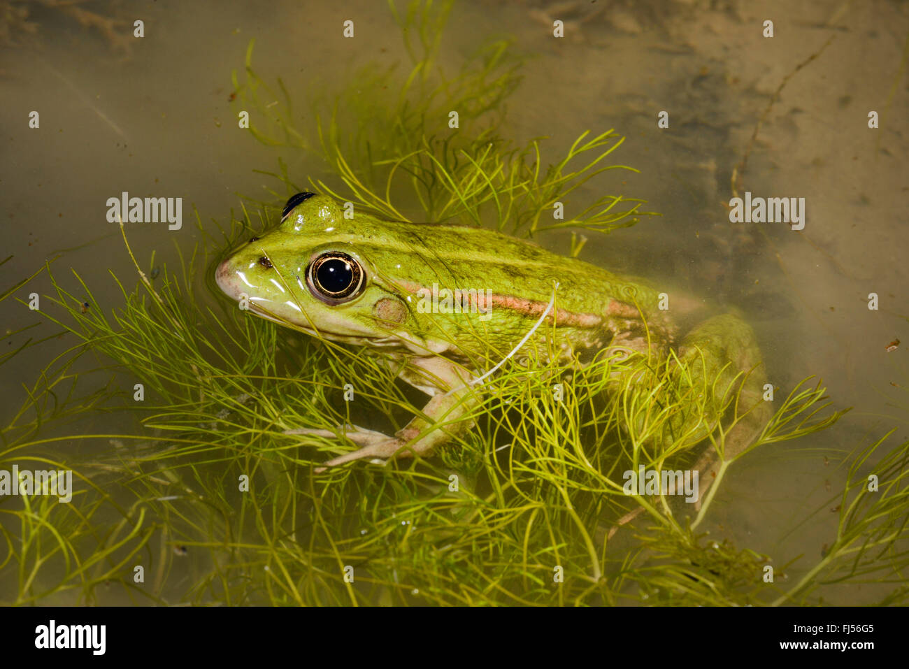 European edible frog, common edible frog (Rana kl. esculenta, Rana ...
