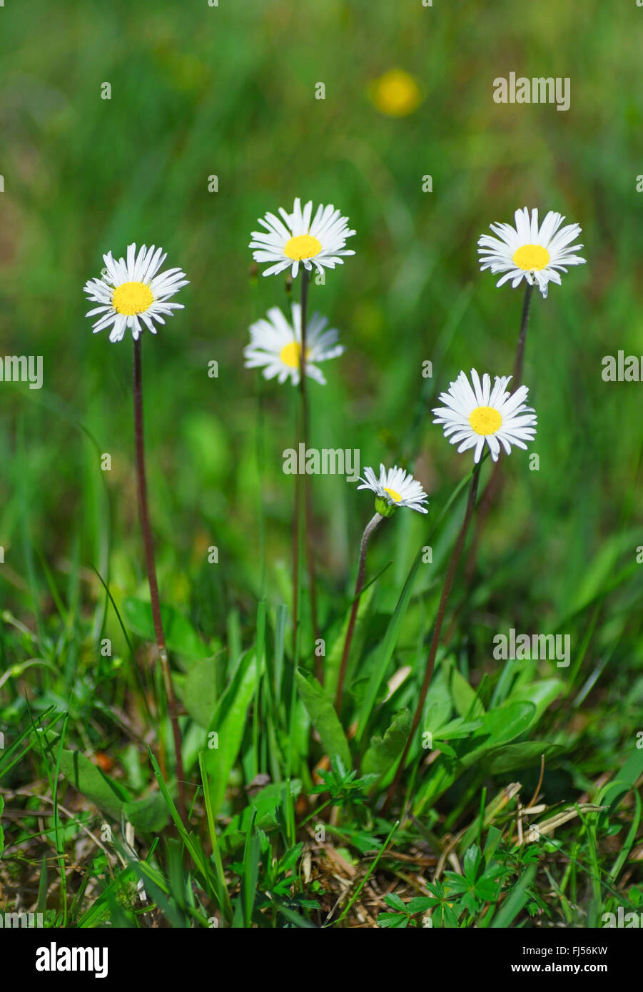 Daisy star, Daisy-star, Daisy-star aster (Aster bellidiastrum ...