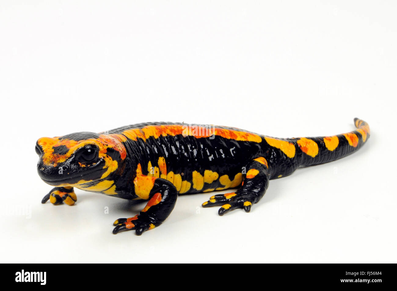 Colorful Salamander