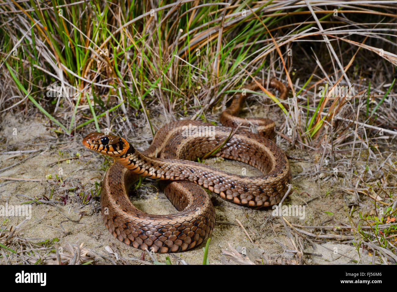 grass snake (Natrix natrix), grass snake with orange spots at the ...