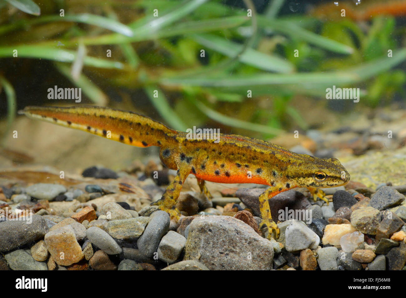 Montandon's newt, Carpathian newt (Lissotriton montandoni, Triturus ...