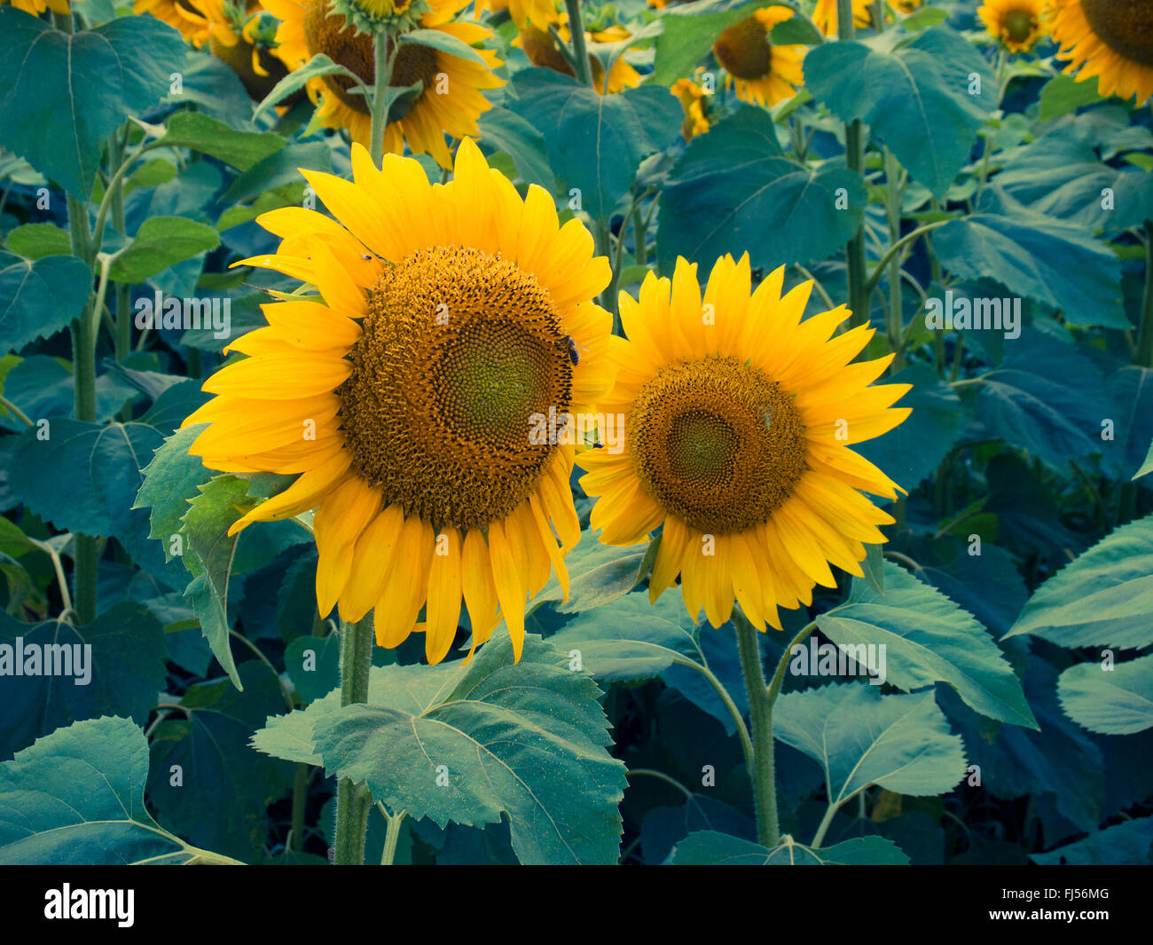 Beautiful bright summer two hi-res stock photography and images - Alamy