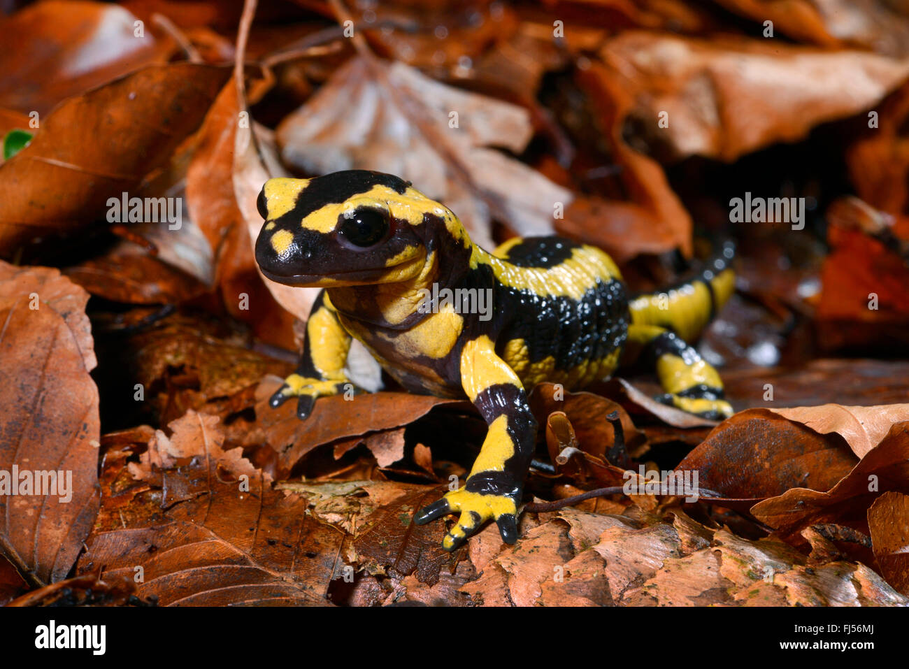 European fire salamander (Salamandra salamandra, Salamandra salamandra ...