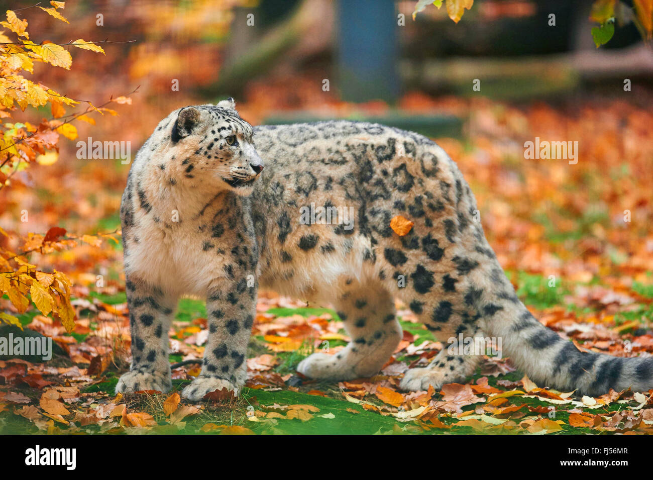 snow leopard (Uncia uncia, Panthera uncia), snow leopardess standing in ...