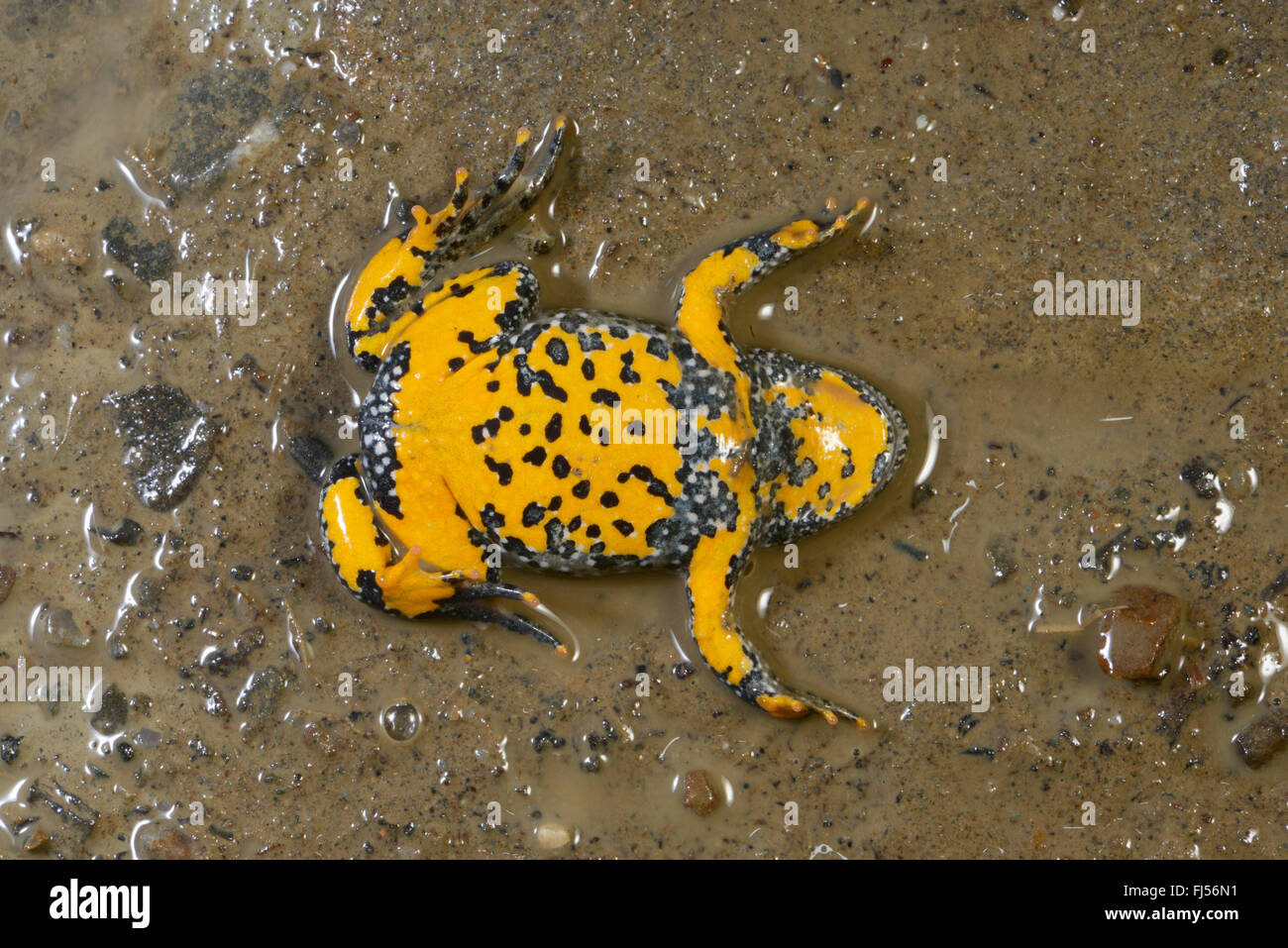 yellow-bellied toad, yellowbelly toad, variegated fire-toad (Bombina ...
