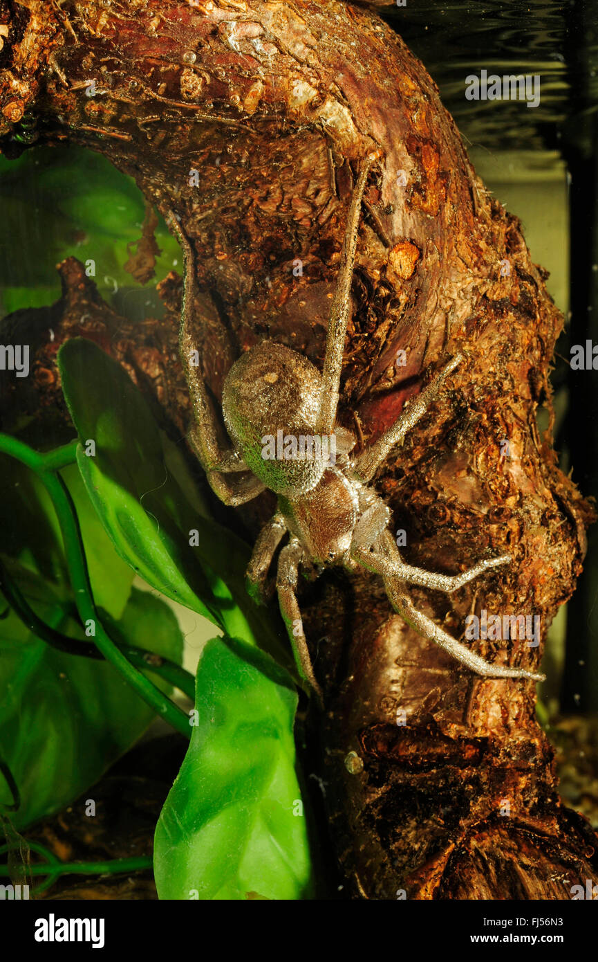 Wandering spider, Running spider (Ancylometes rufus), female under ...