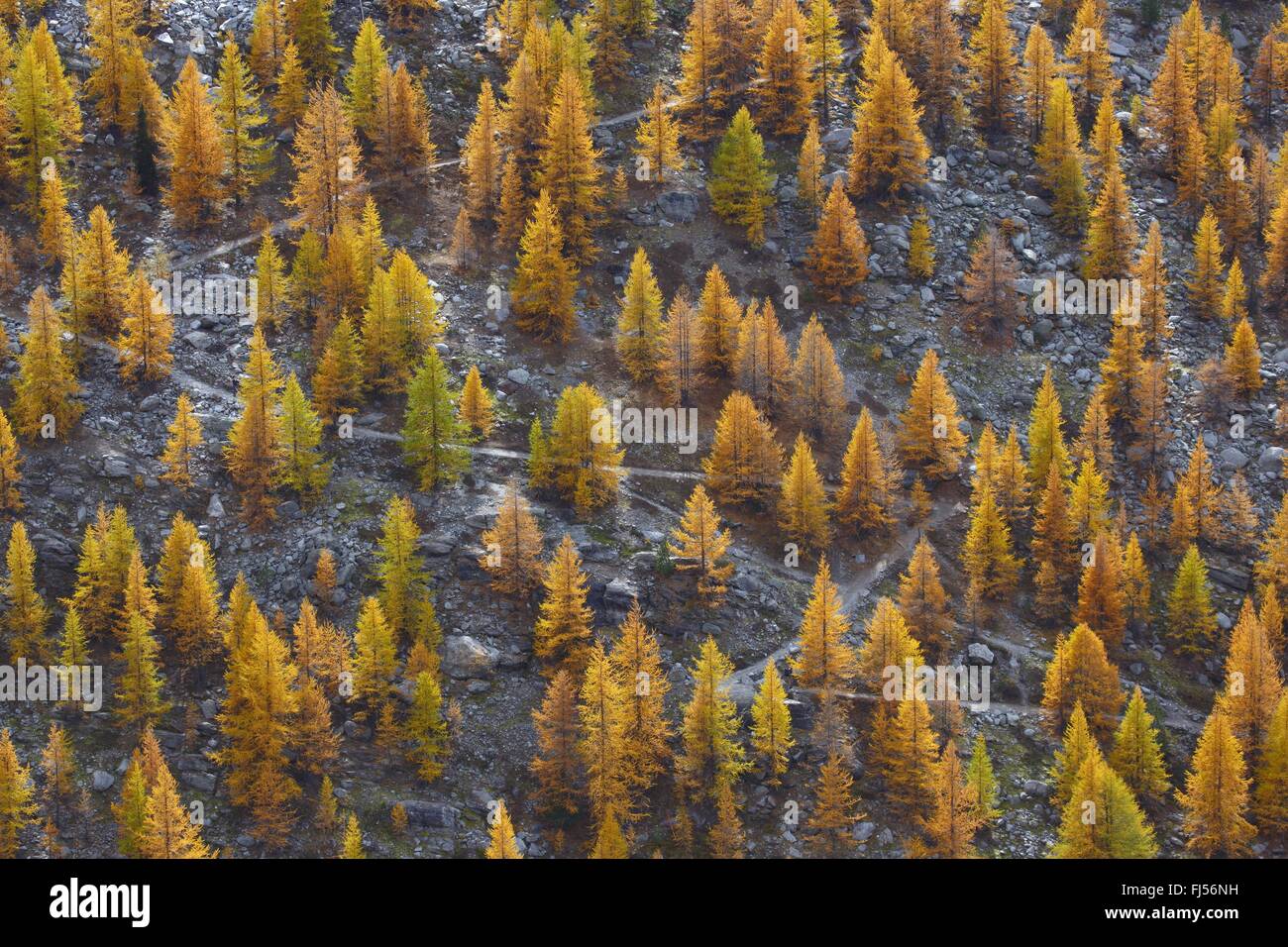 common larch, European larch (Larix decidua, Larix europaea), hiking ...