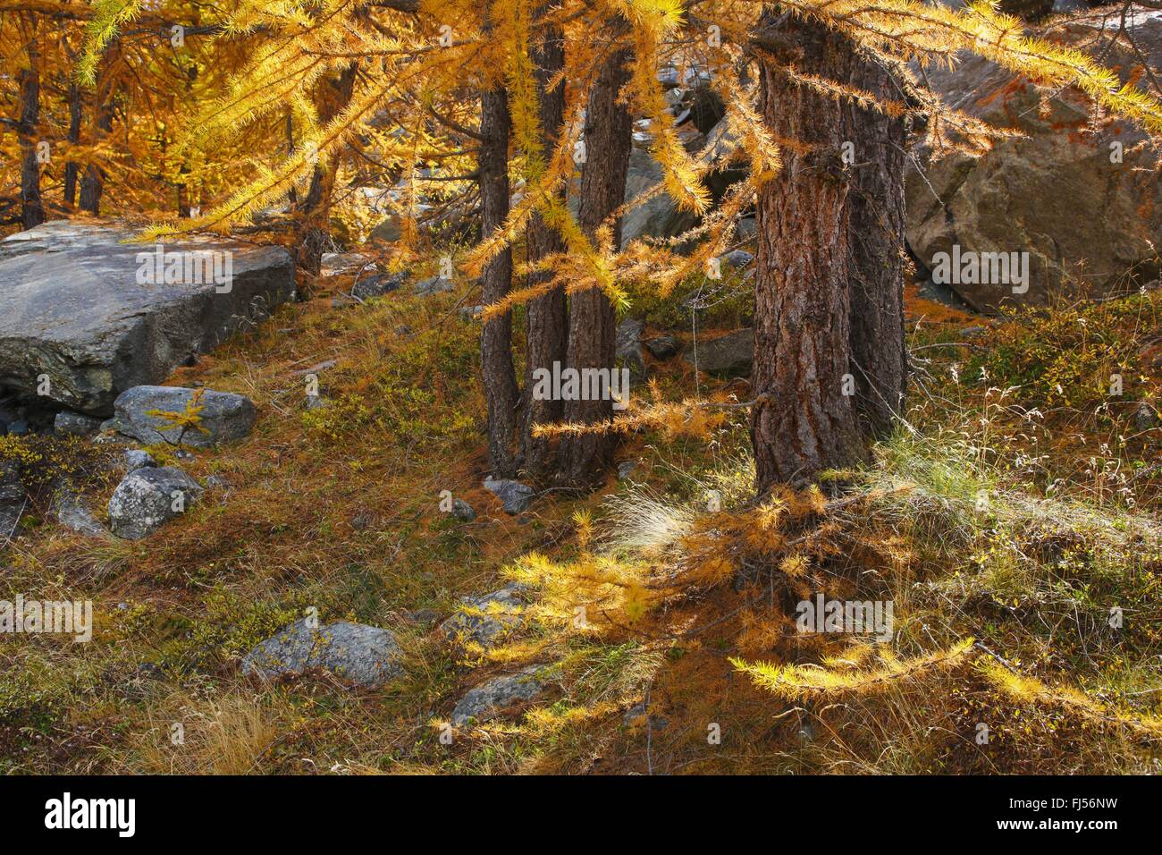 common larch, European larch (Larix decidua, Larix europaea), larch ...