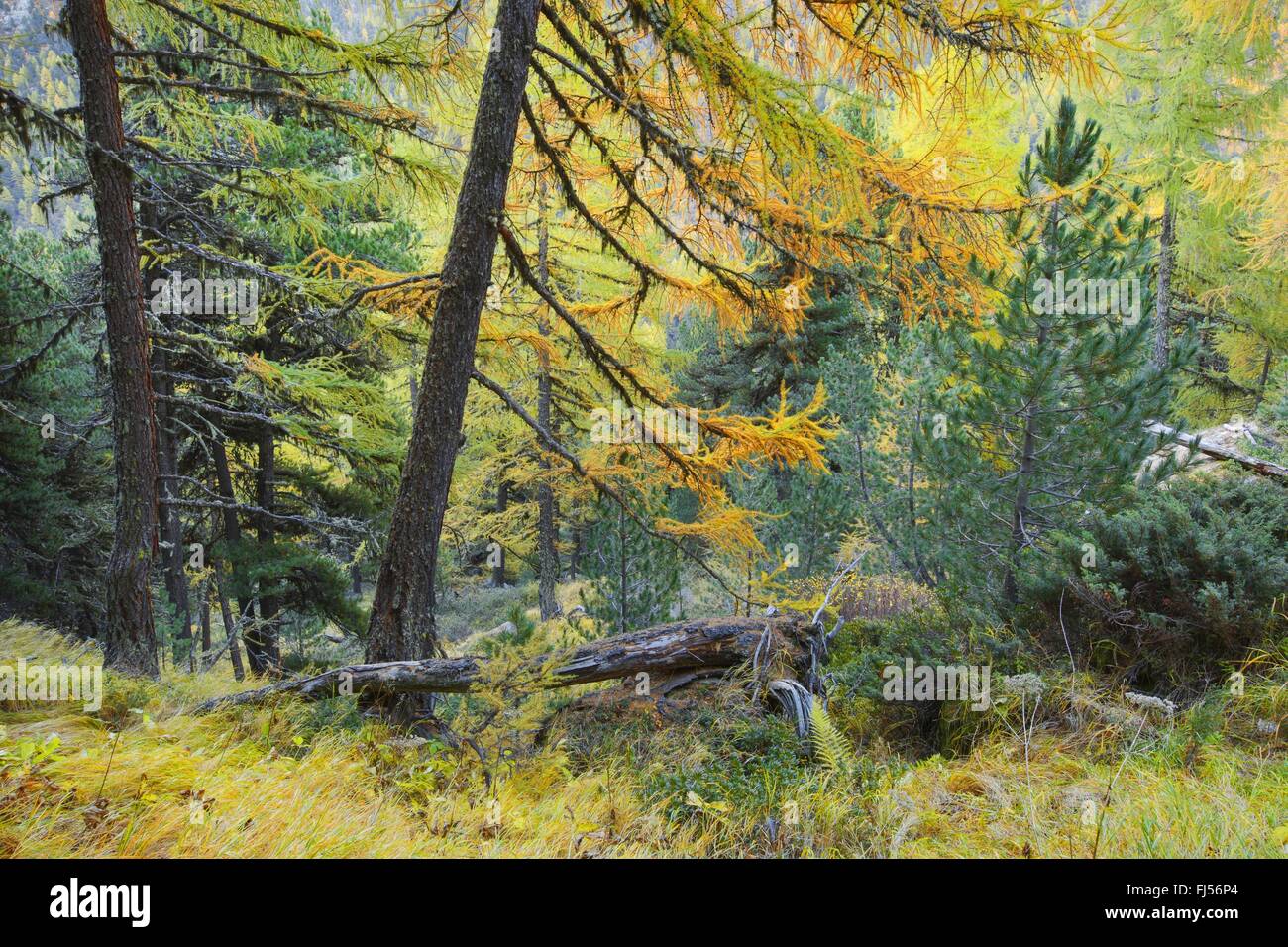 common larch, European larch (Larix decidua, Larix europaea), larch ...