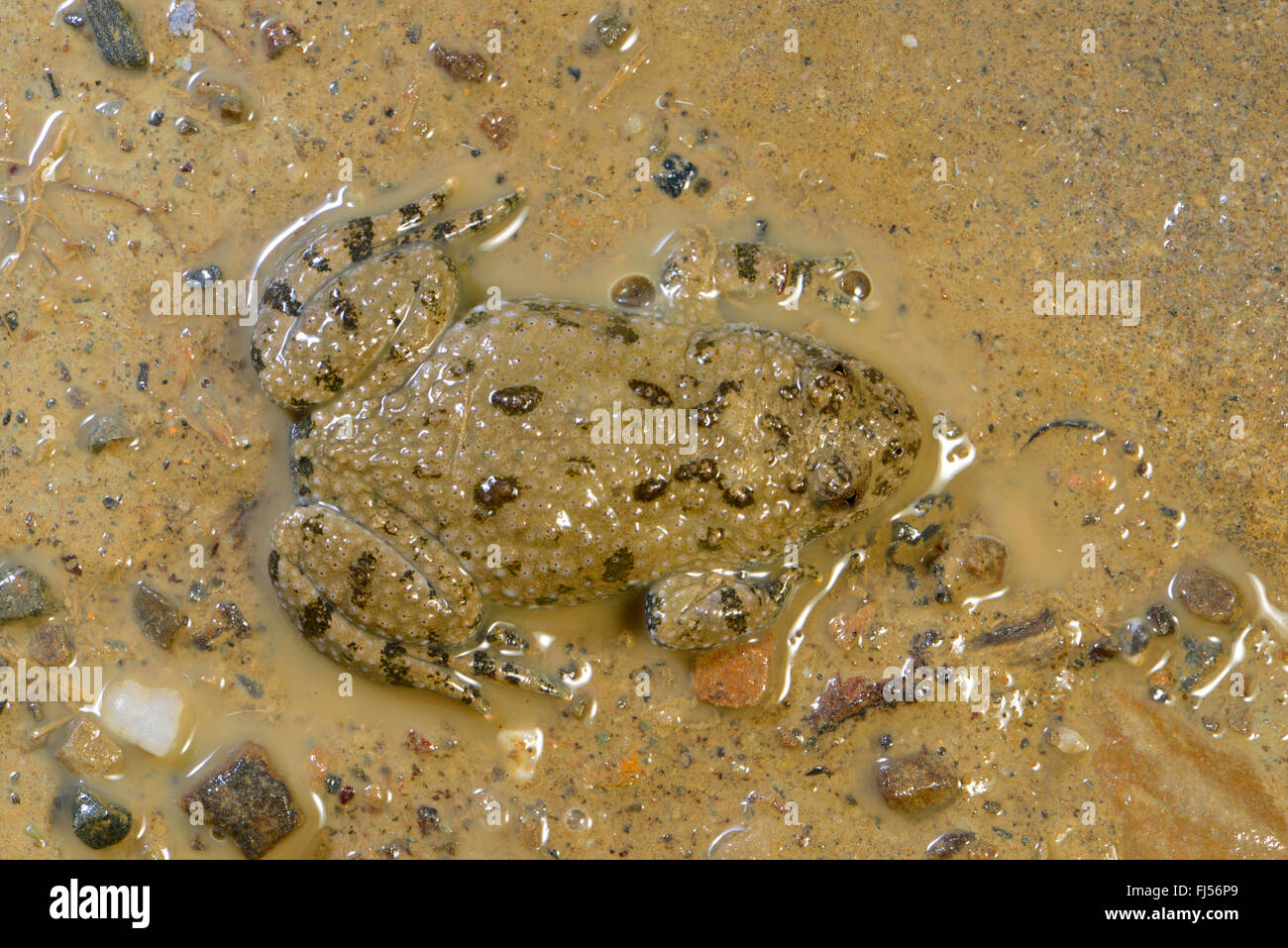 yellow-bellied toad, yellowbelly toad, variegated fire-toad (Bombina ...