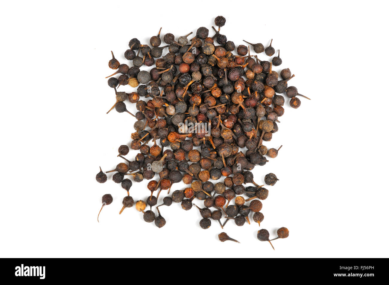 Cubeb pepper, Tailed Pepper (Piper cubeba), dried fruits Stock Photo ...