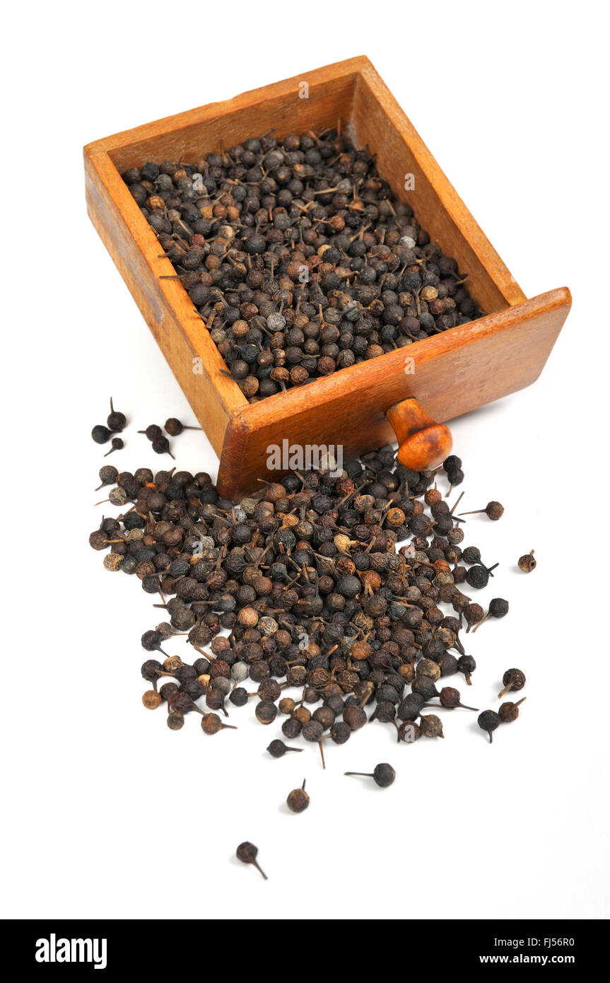 Cubeb pepper, Tailed Pepper (Piper cubeba), wooden drawer with dried ...