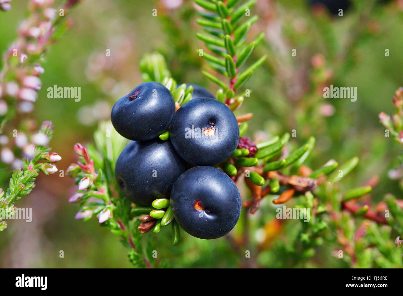 black crowberry (Empetrum nigrum), branch with fruits, Denmark ...