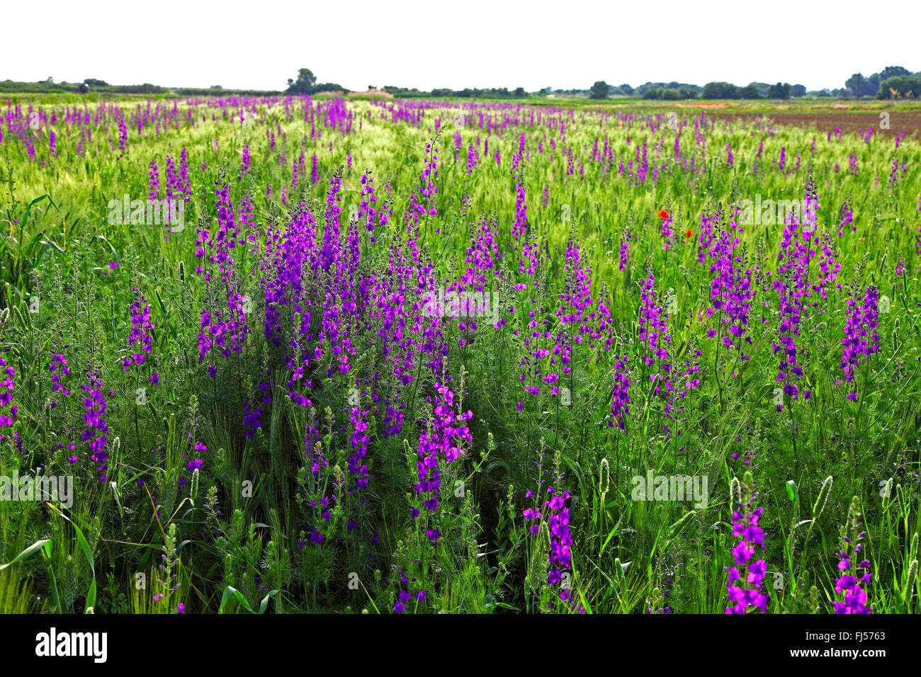 Greek mullein hi-res stock photography and images - Alamy