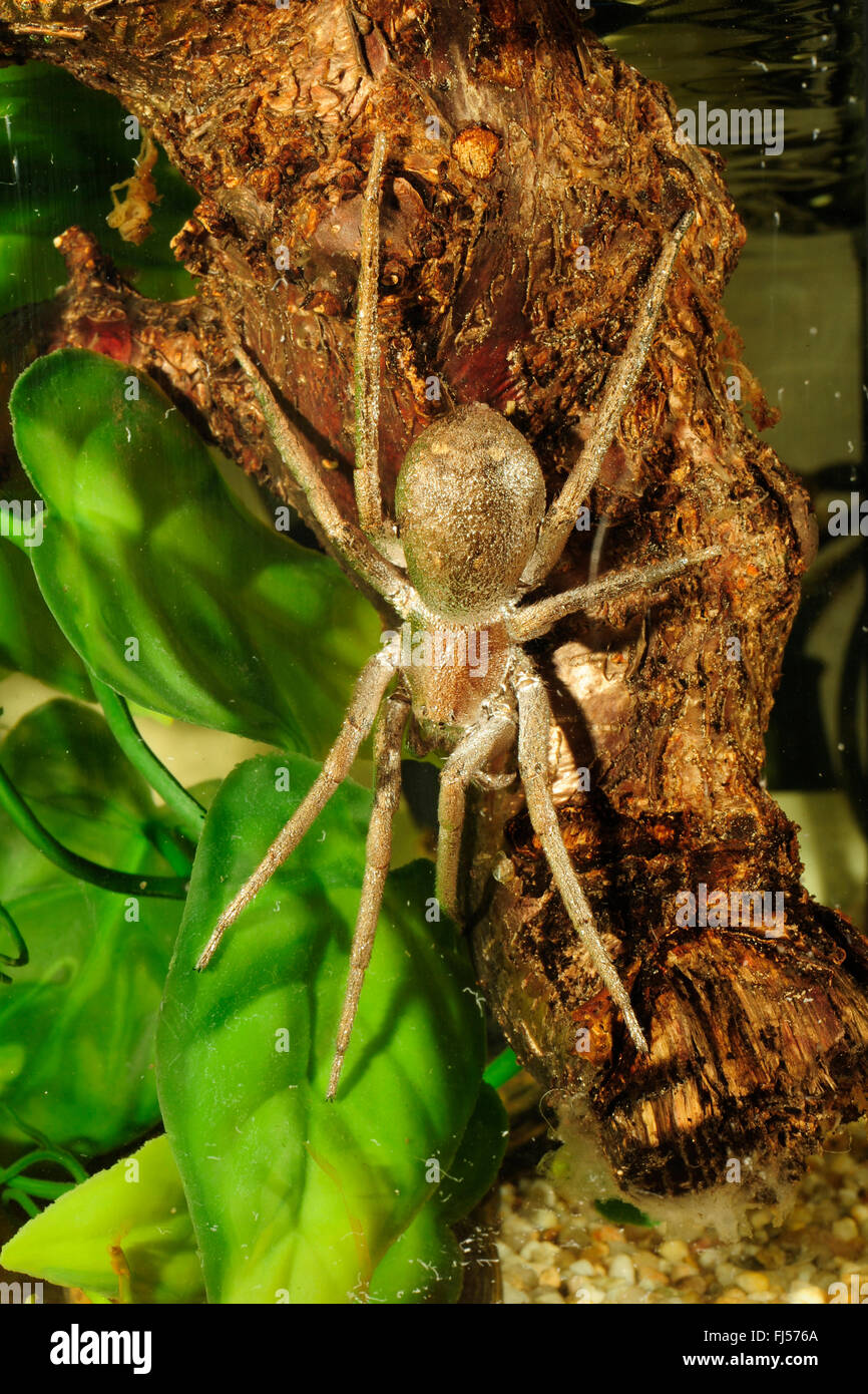 Wandering spider hi-res stock photography and images - Alamy