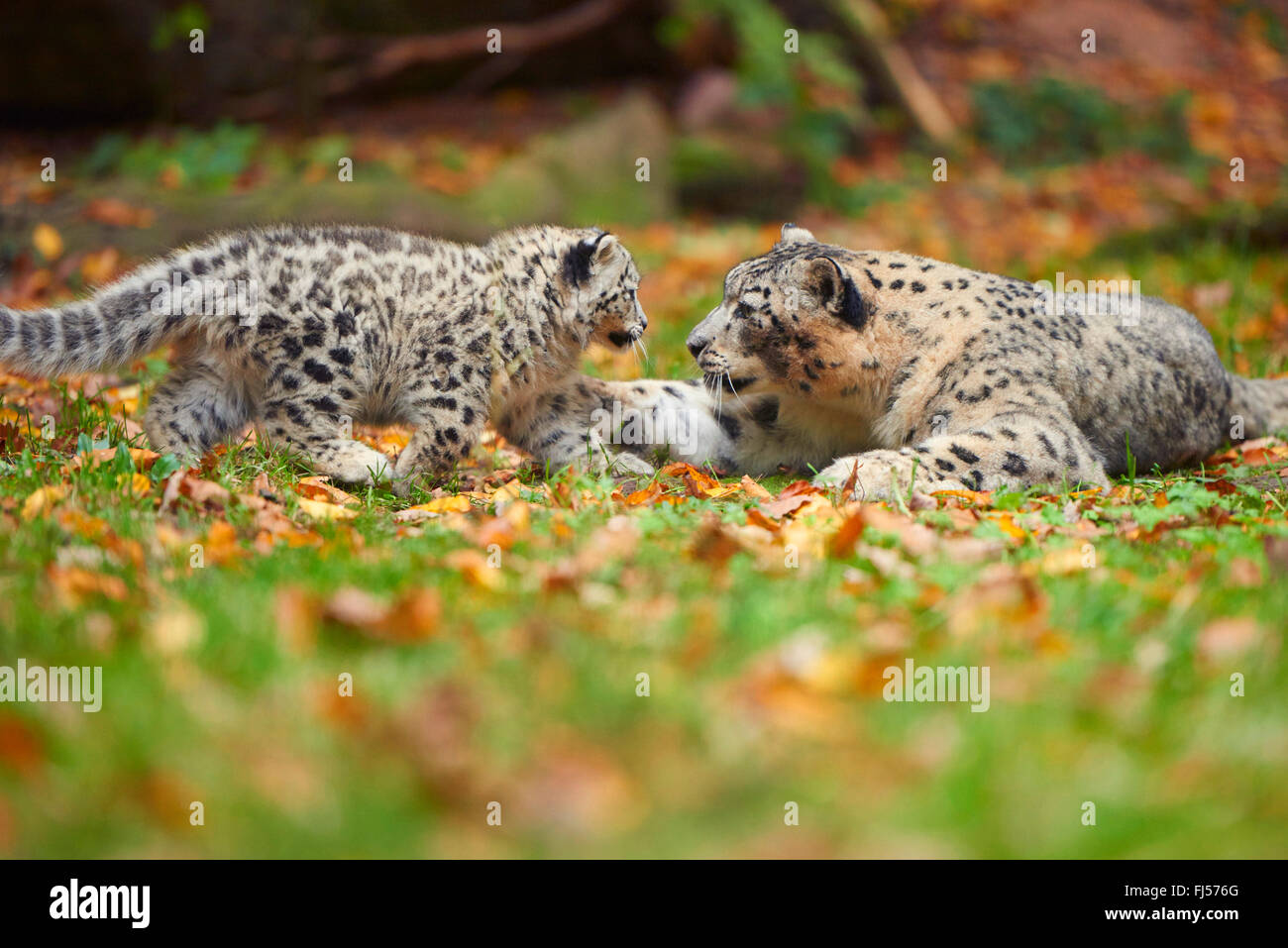 snow leopard (Uncia uncia, Panthera uncia), leopardesses with two ...