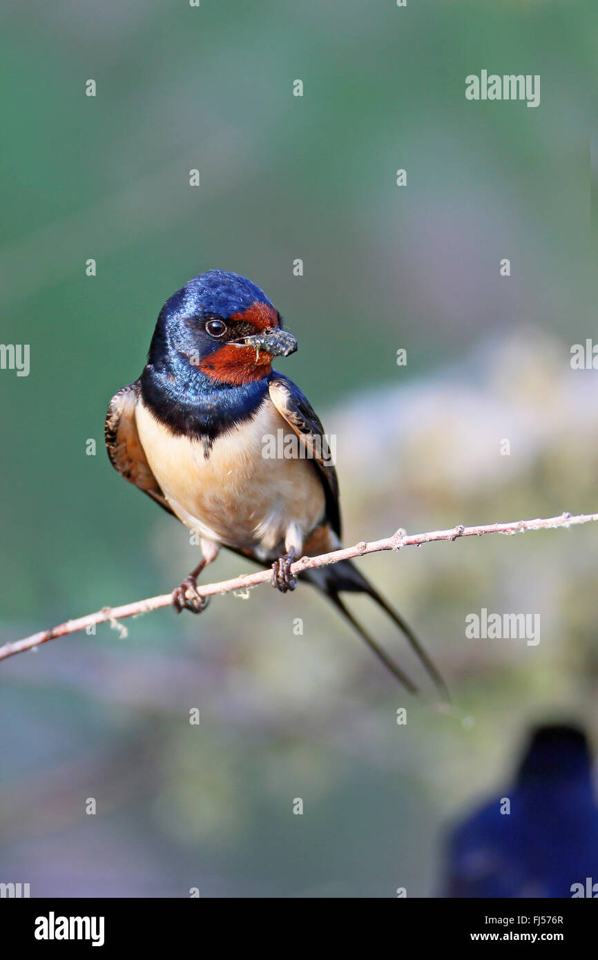 barn swallow (Hirundo rustica), sitting on a twig with nesting material ...