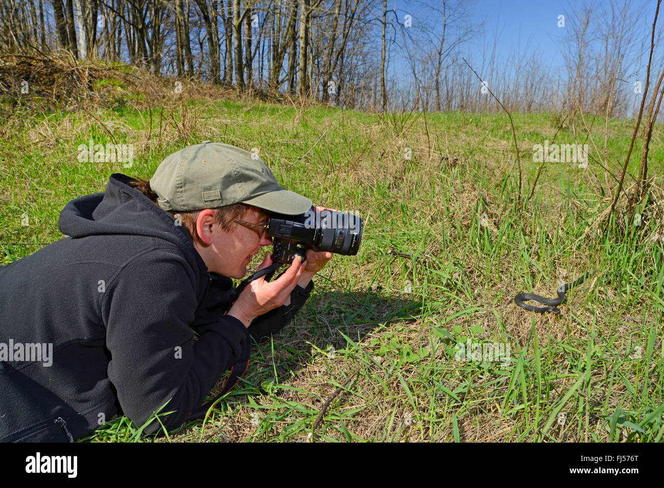 Nikolsky's adder, forest-steppe adder (Vipera nikolskii, Vipera berus ...