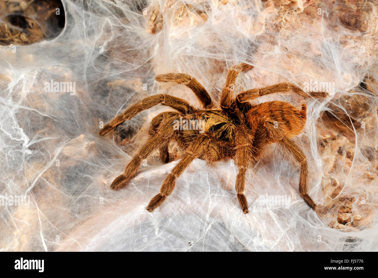 Trinidad olive tarantula hapalopus incei hi-res stock photography and ...