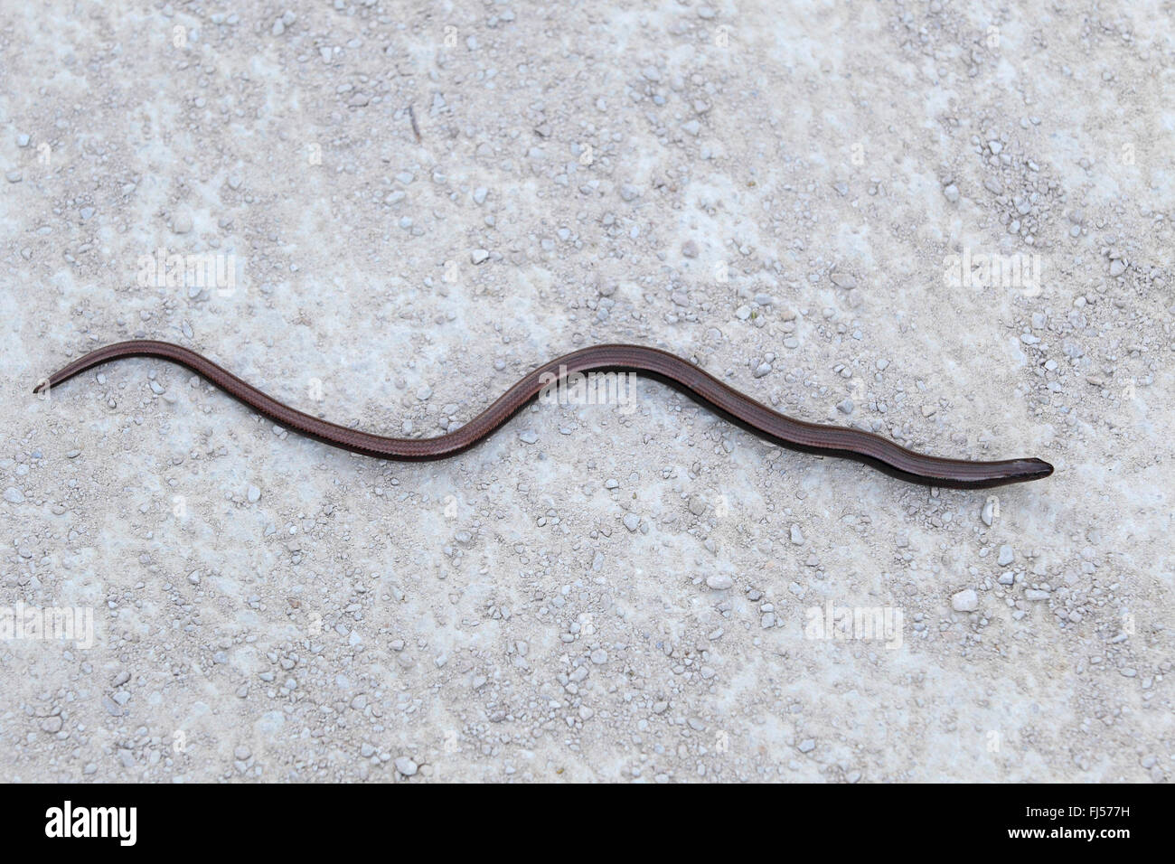 European slow worm, blindworm, slow worm (Anguis fragilis), creeping on ...