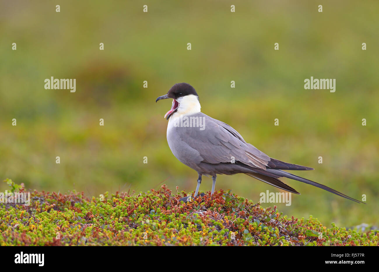 long-tailed skua (Stercorarius longicaudus), calling gull standing in a ...