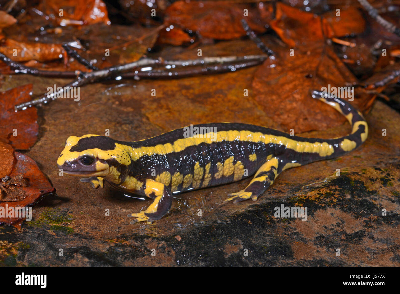 European fire salamander (Salamandra salamandra, Salamandra salamandra ...