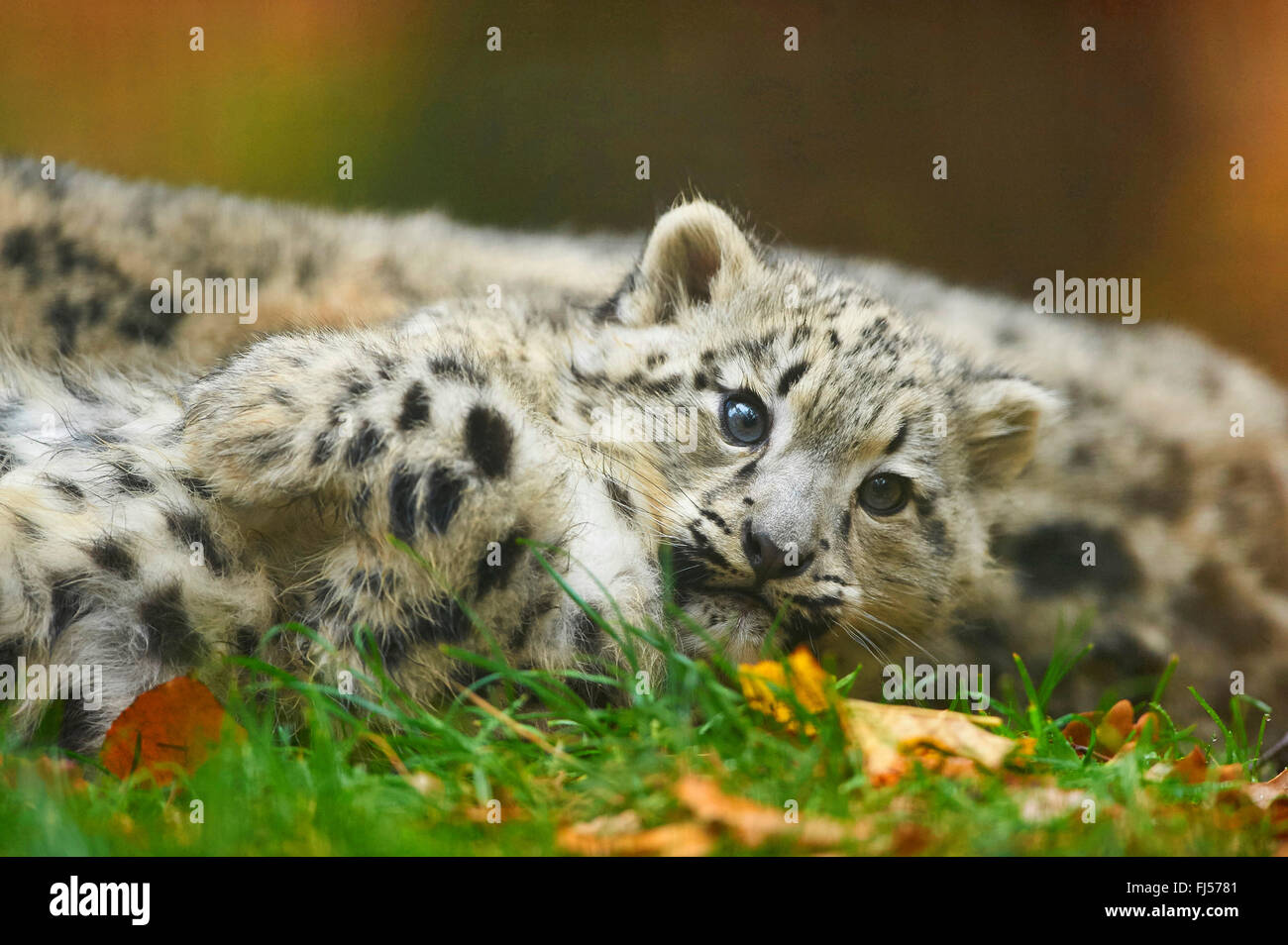 Snow leopard panthera uncia lying hi-res stock photography and images ...