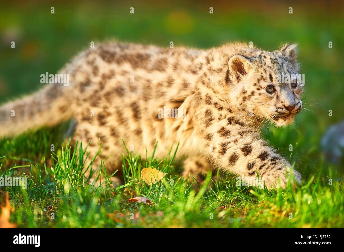 Side view leopard walking hi-res stock photography and images - Alamy
