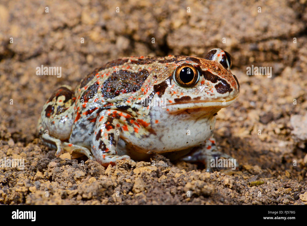common spadefoot, garlic toad (Pelobates fuscus), sitting on the ground ...