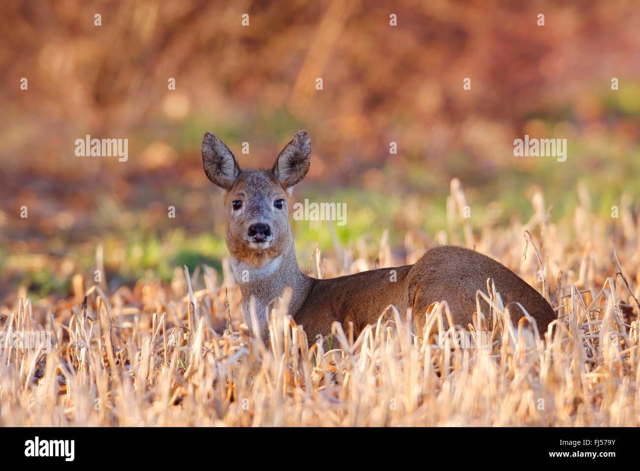 March for the animals hi-res stock photography and images - Alamy