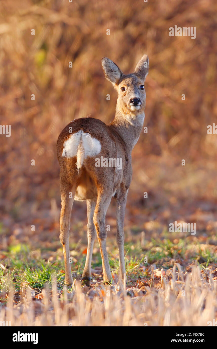 March animal hi-res stock photography and images - Alamy