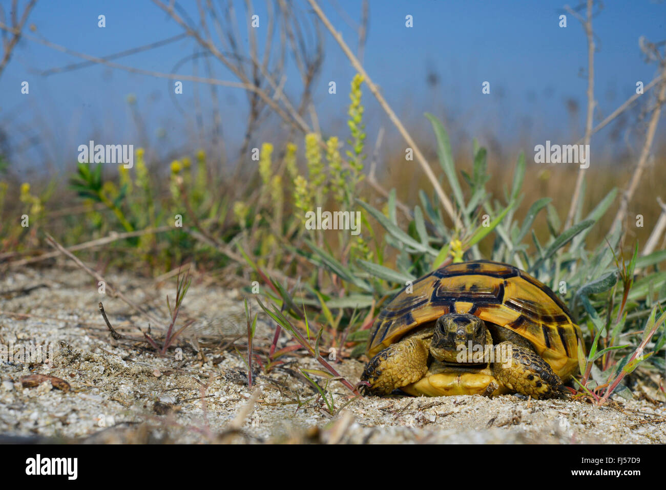 Eurasian Spur-thighed tortoise, Mediterranean spur-thighed tortoise ...