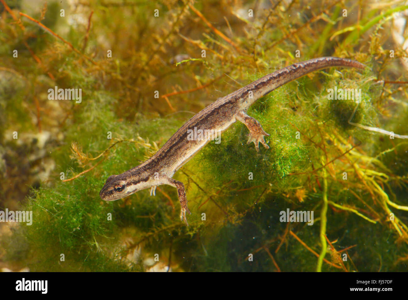smooth newt (Triturus vulgaris, Lissotriton vulgaris, Lissotriton ...