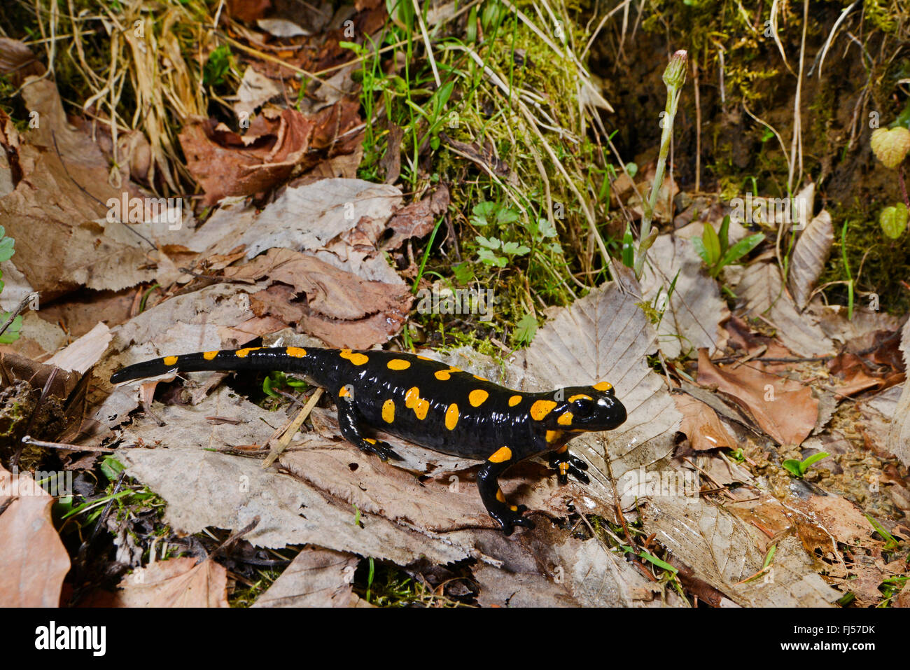 European fire salamander (Salamandra salamandra), on foliage, Romania ...