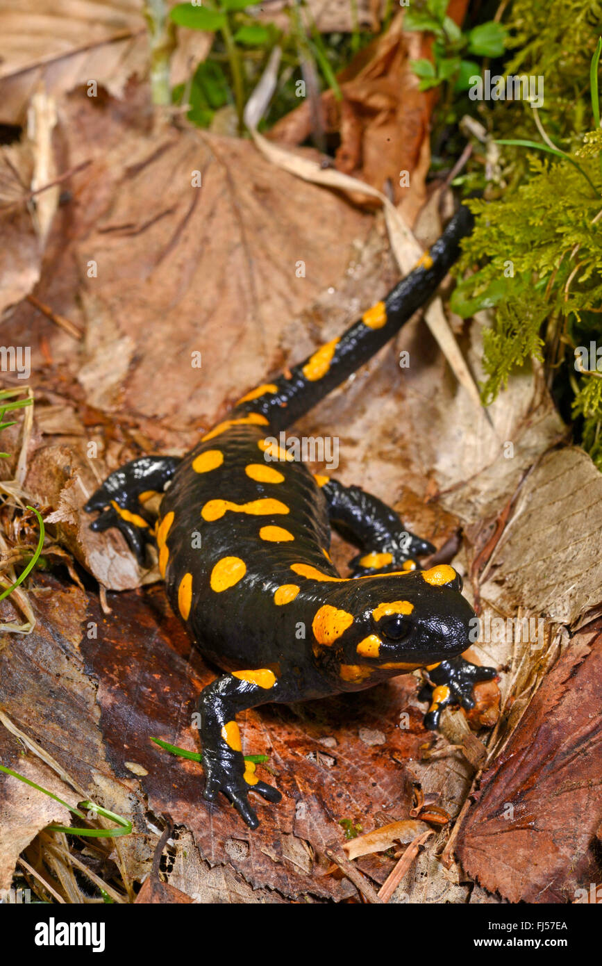 European fire salamander (Salamandra salamandra), on foliage, Romania ...