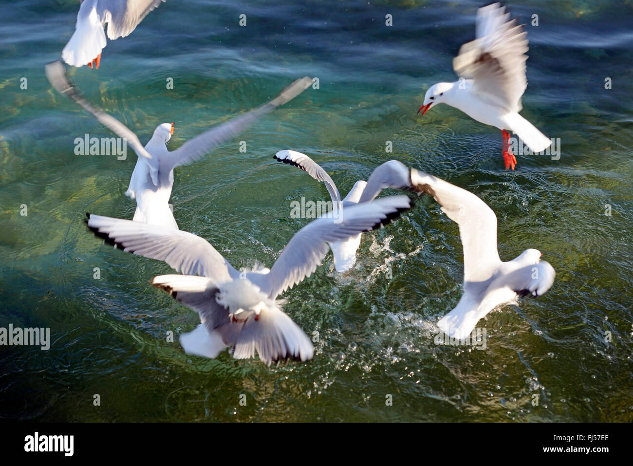 Flying gull motion blur hi-res stock photography and images - Alamy