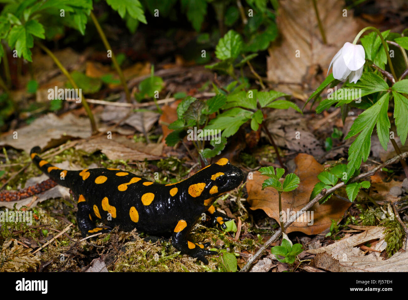 European fire salamander (Salamandra salamandra), on forest ground ...