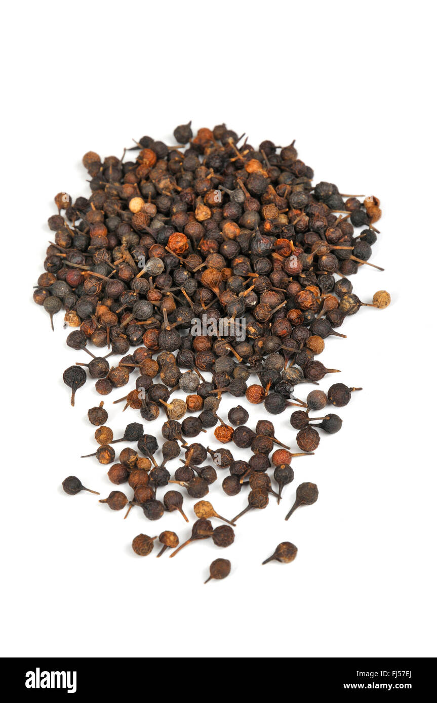 Cubeb pepper, Tailed Pepper (Piper cubeba), dried fruits Stock Photo ...
