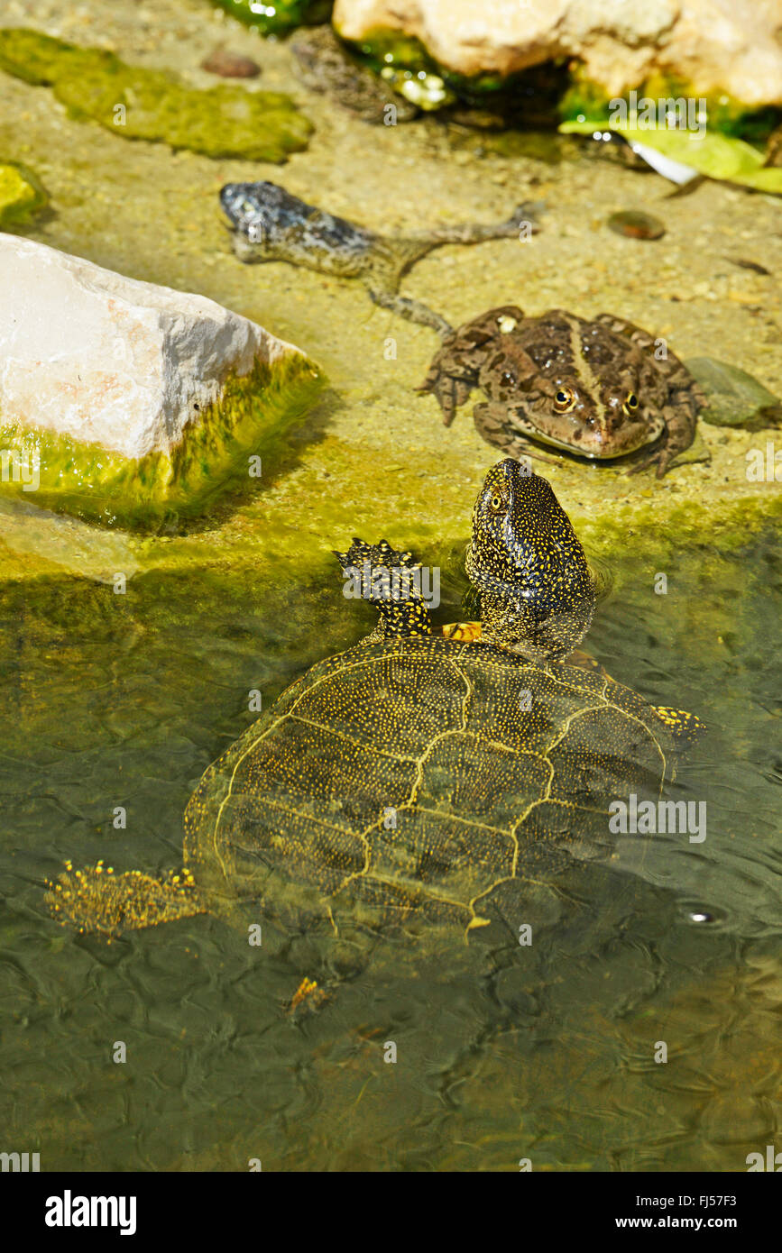 Frog And Turtle Combined