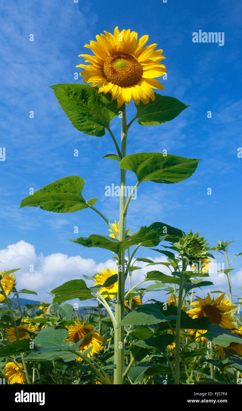 common sunflower (Helianthus annuus), blooming sunflowers in a field ...