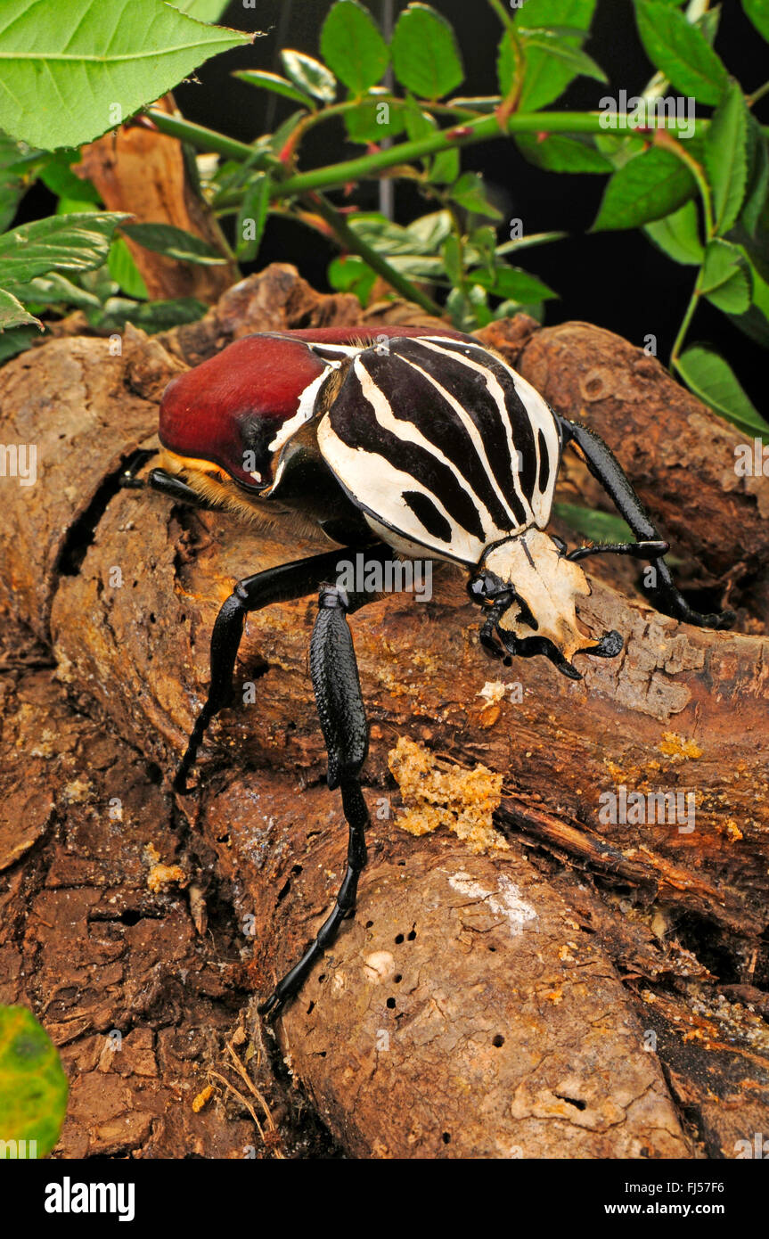 Goliathus Goliatus