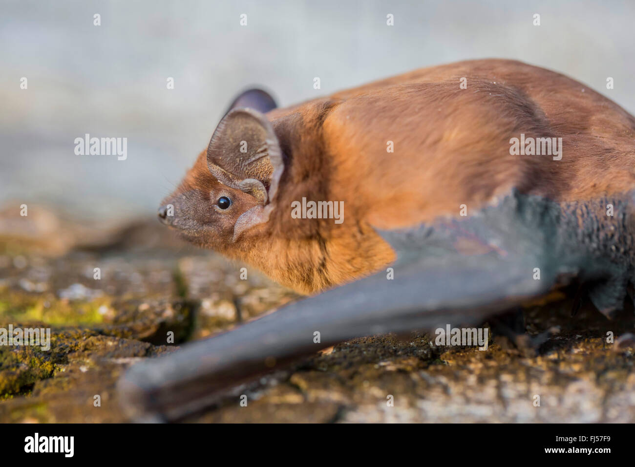 Leisler's bat (Nyctalus leisleri), on a stone, Germany, Bavaria ...