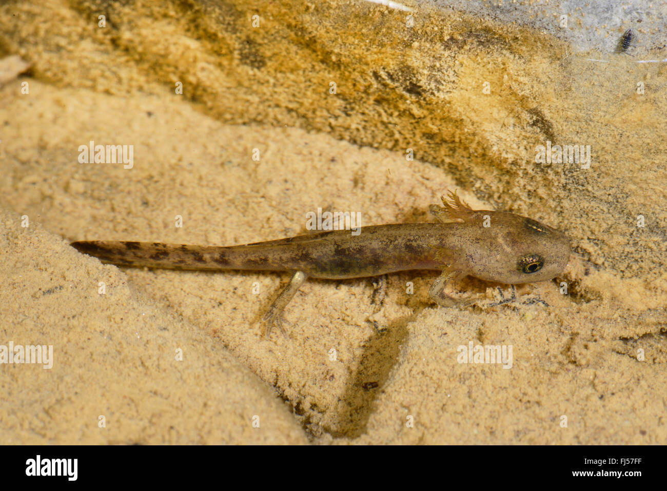 Salamander Larvae Identification