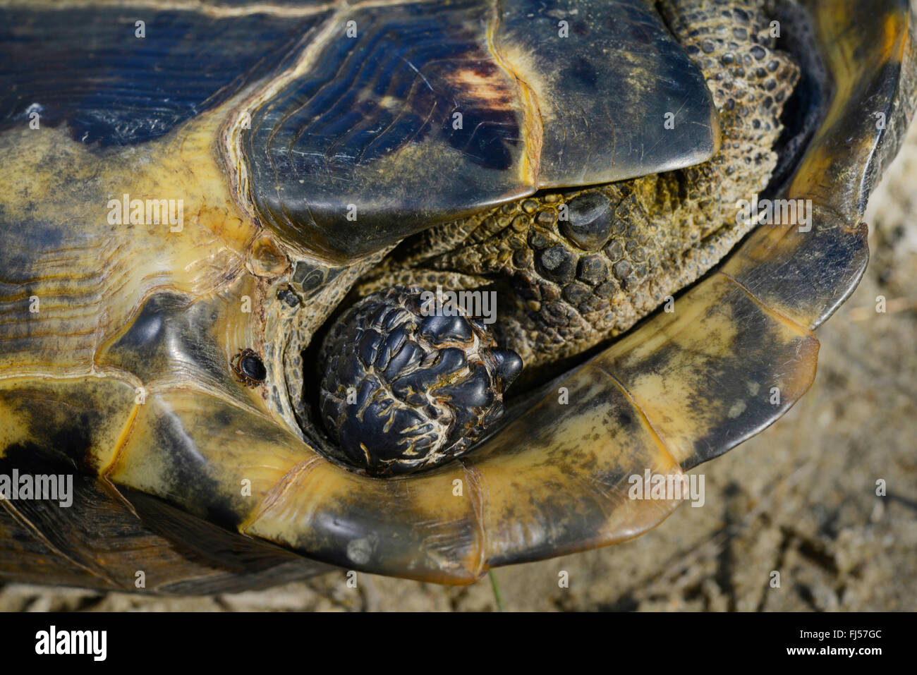 Eurasian Spur-thighed tortoise, Mediterranean spur-thighed tortoise ...