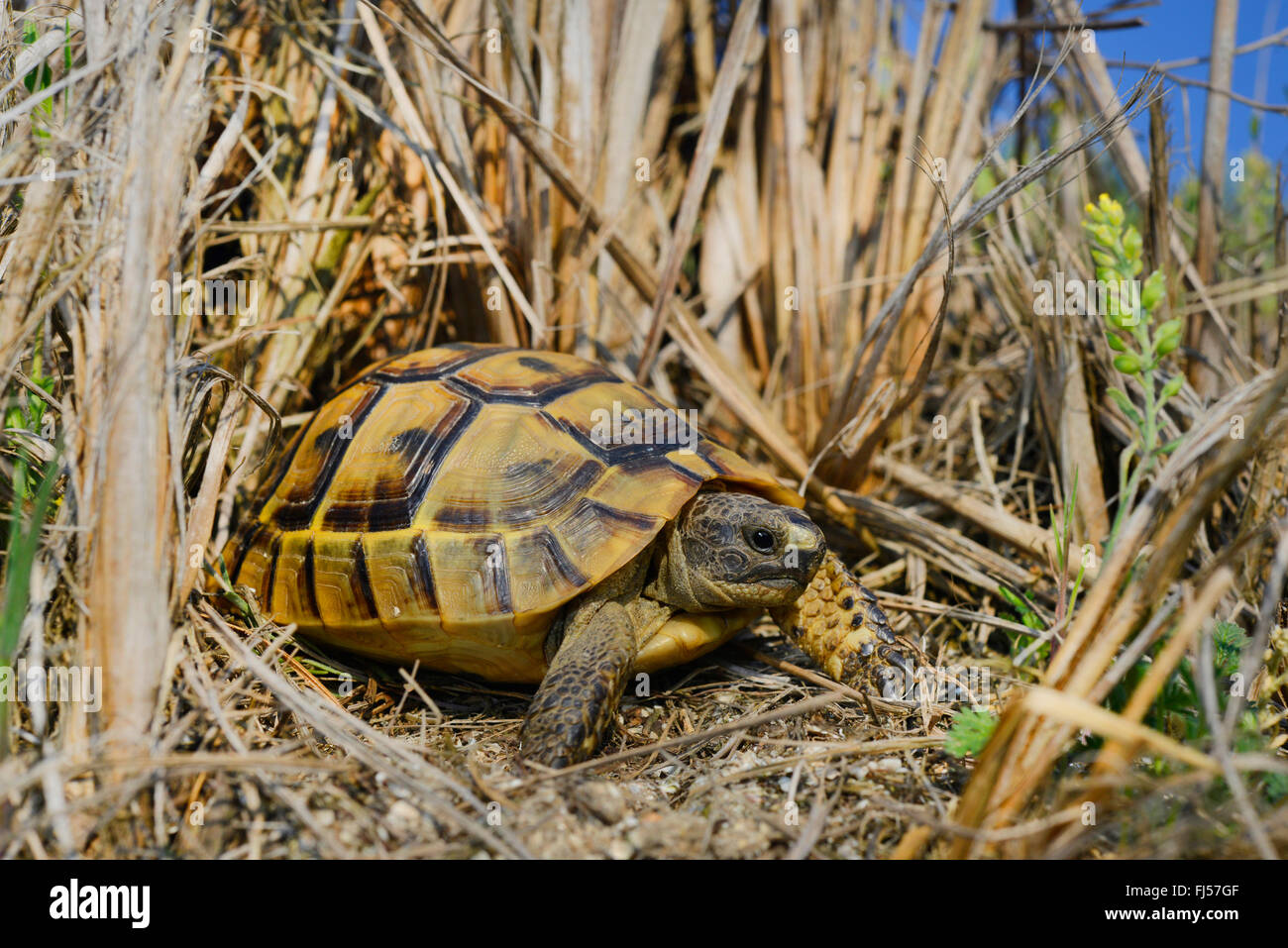 Eurasian Spur-thighed tortoise, Mediterranean spur-thighed tortoise ...