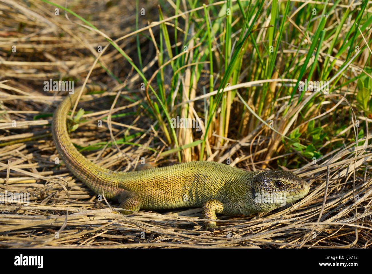 sand lizard (Lacerta agilis, Lacerta agilis chersonensis), male sand ...