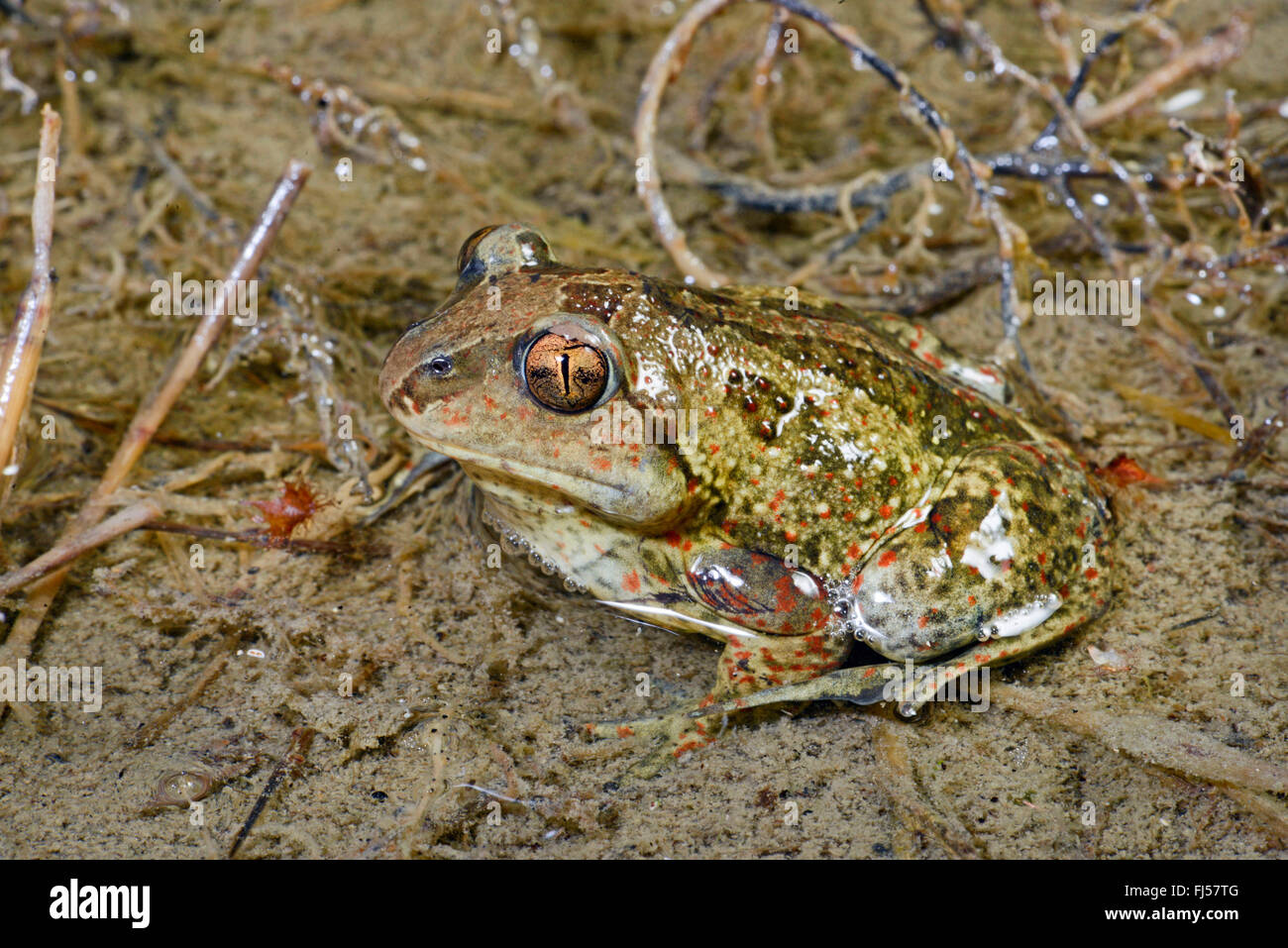 common spadefoot, garlic toad (Pelobates fuscus), sitting in shallow ...