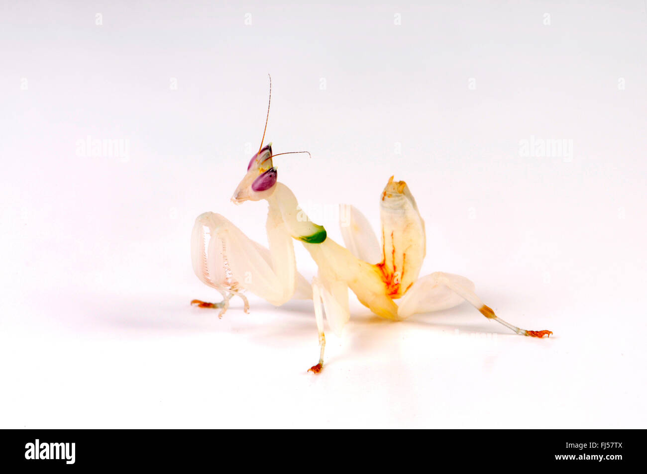 Walking flower mantis, Orchid mantis, Pink orchid mantis (Hymenopus ...